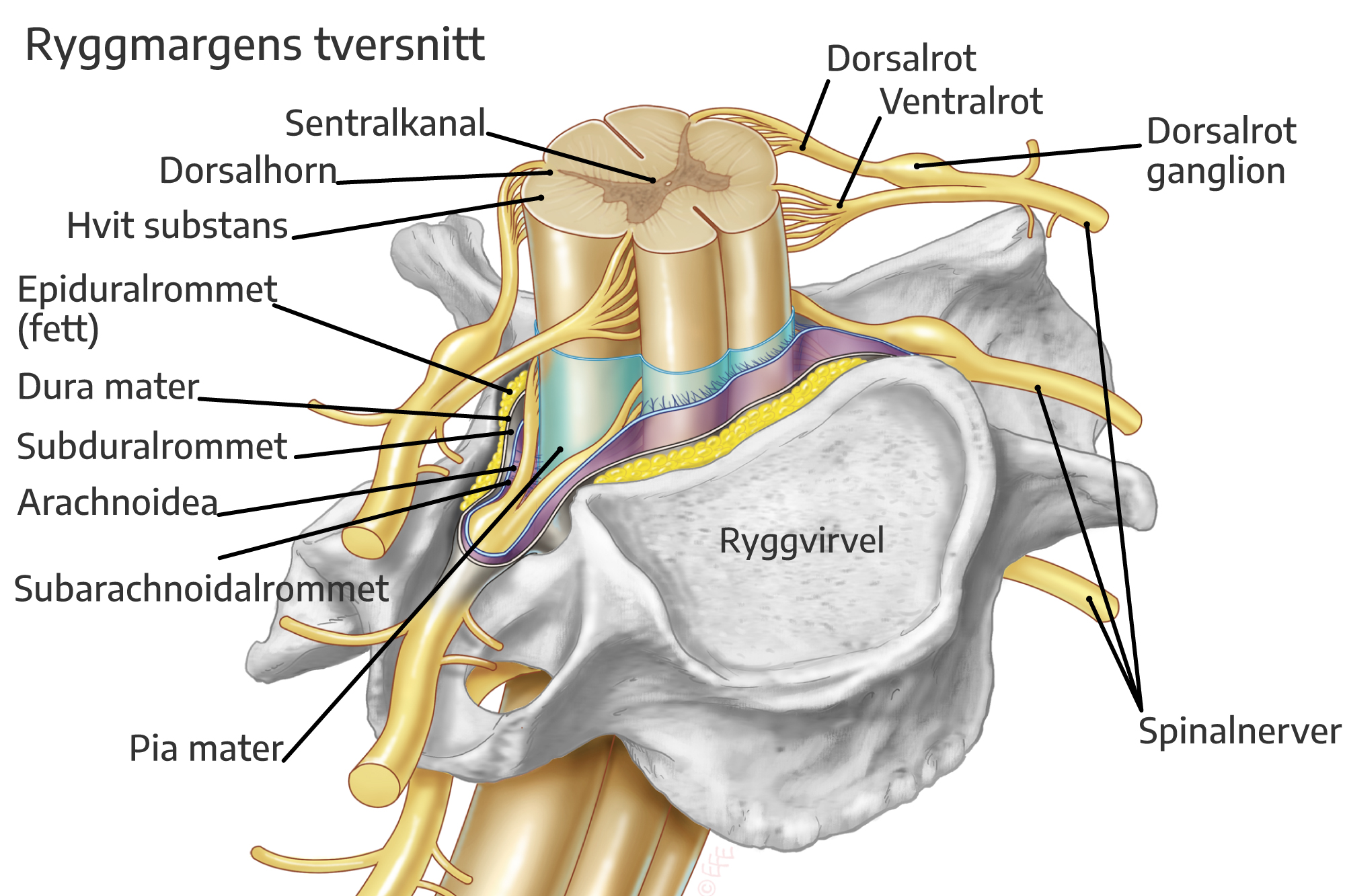 1.2 Ryggmargen (medulla spinalis) – Nervesystemet 2