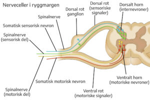 1.2 Ryggmargen (medulla spinalis) – Nervesystemet 2