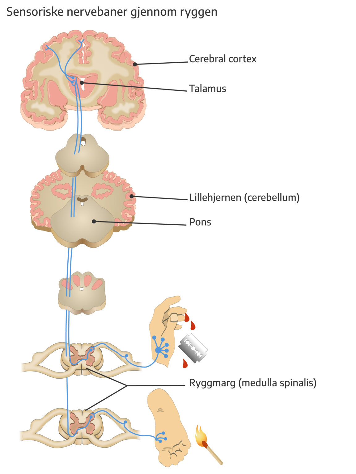 1.2 Ryggmargen (medulla spinalis) – Nervesystemet 2