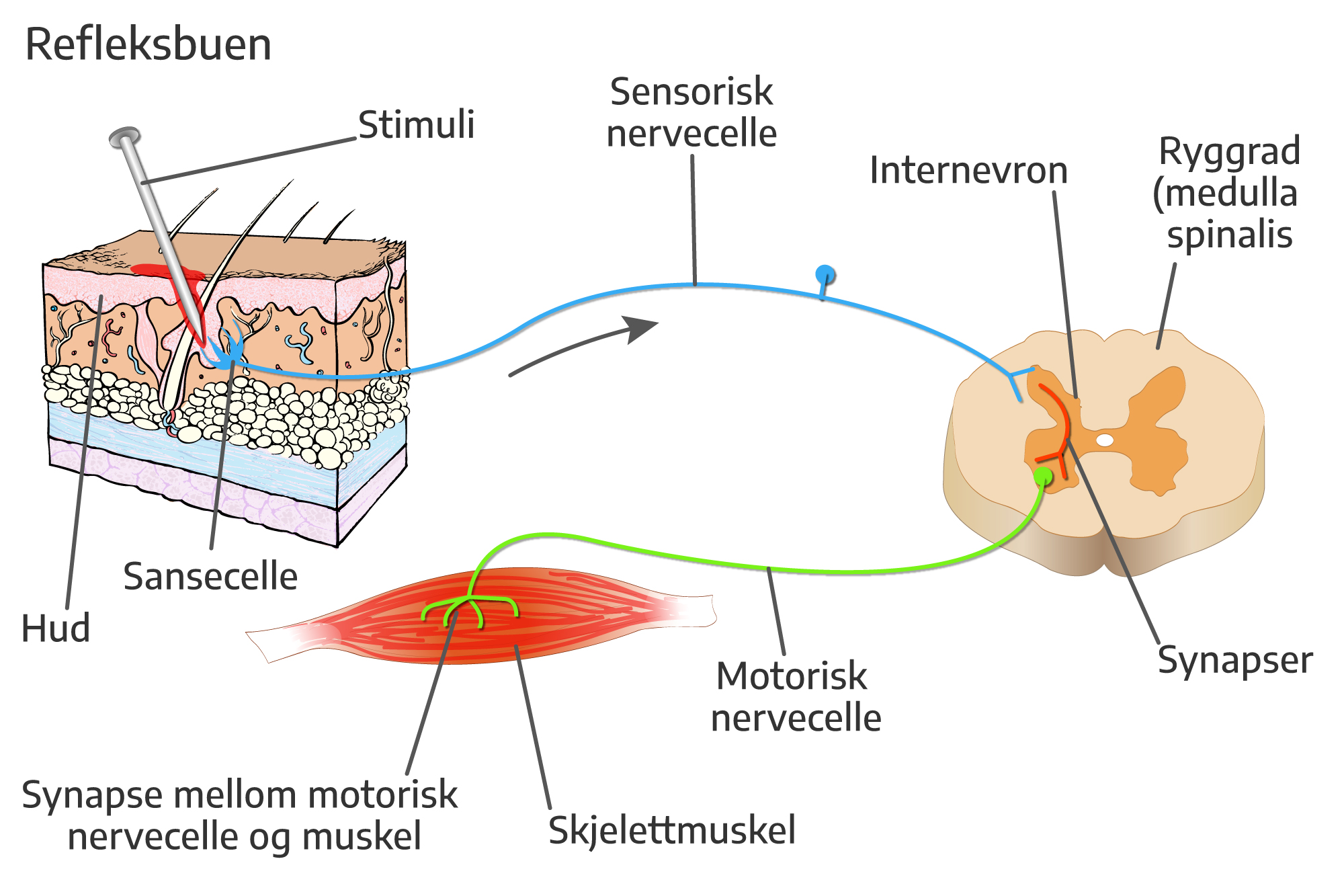 2.3 Reflekser – Nervesystemet 2