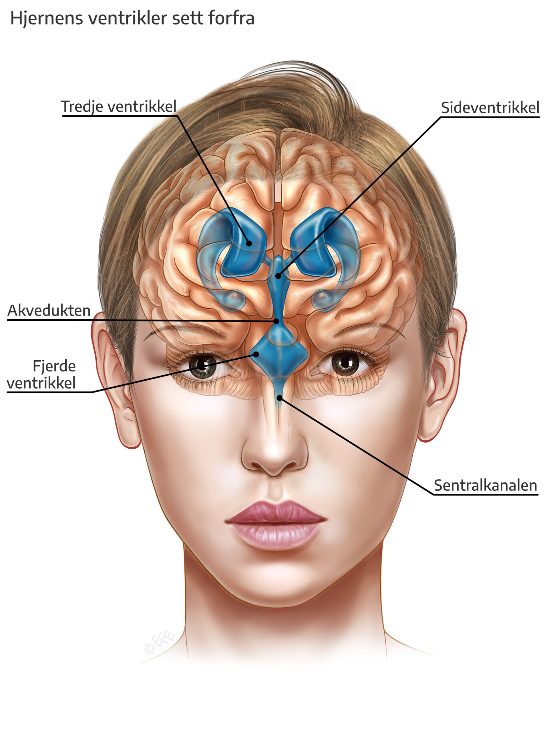 1.1.6 Hjernens ventrikler – Nervesystemet 2