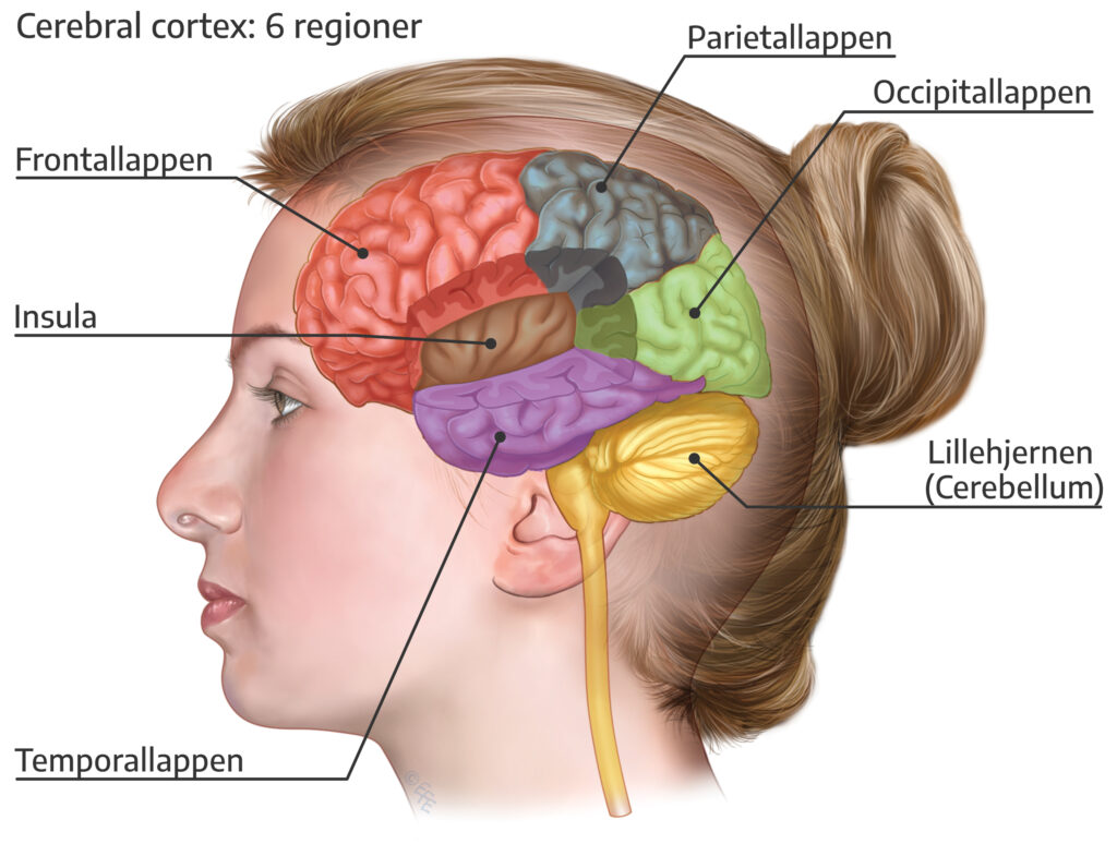 1.1.1.1 Hjernebarken (cerebral cortex) – Nervesystemet 2