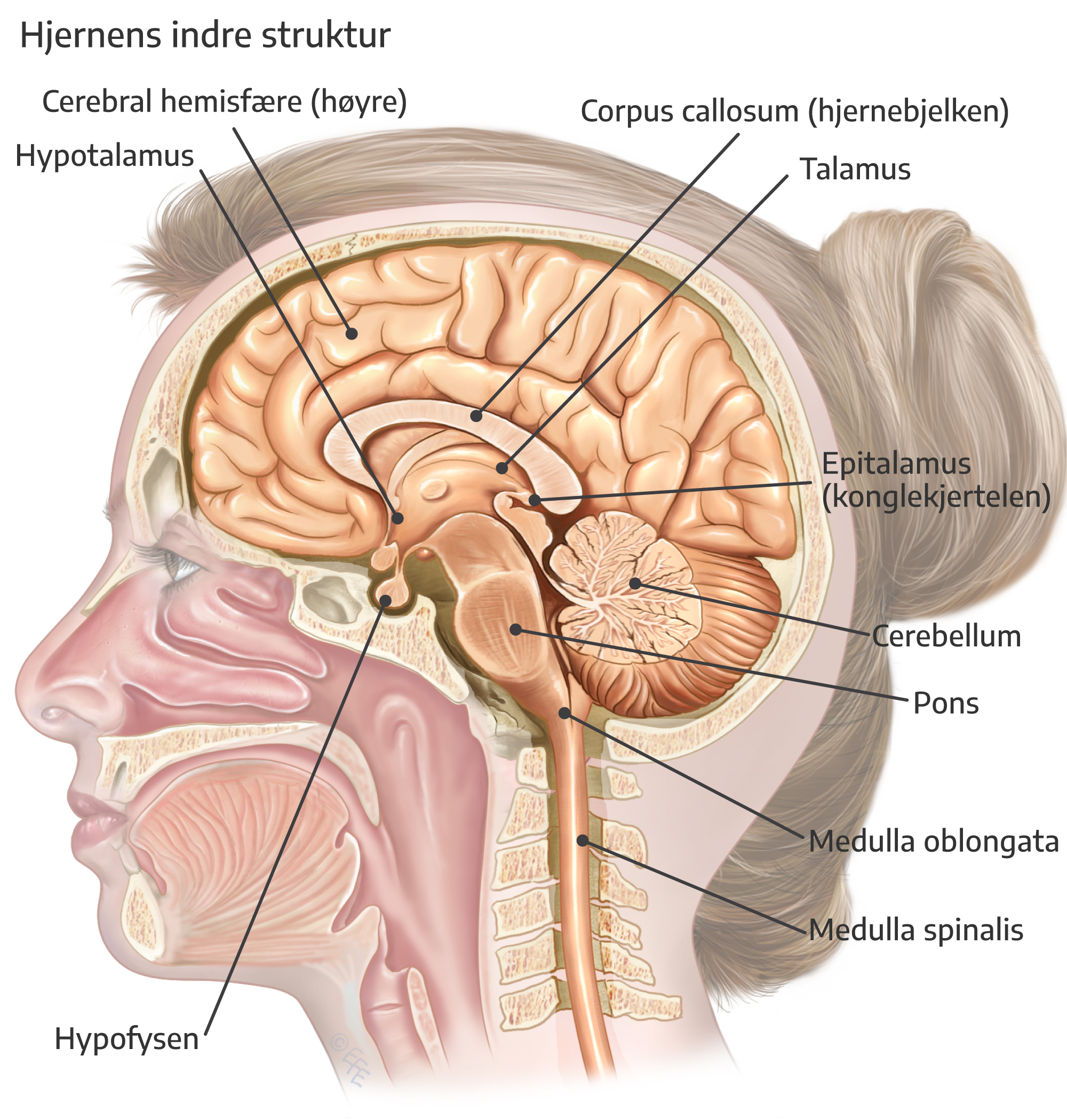 1.1.2.3 Hypotalamus – Nervesystemet 2